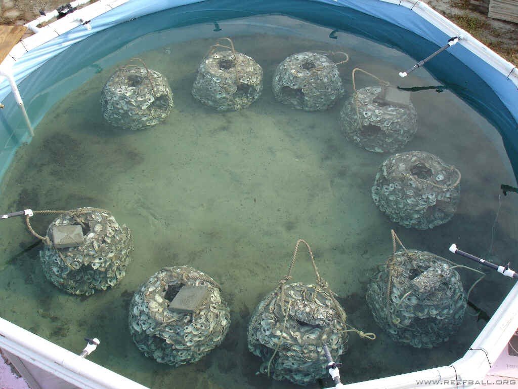 Oyster Reefs – Reef Innovations